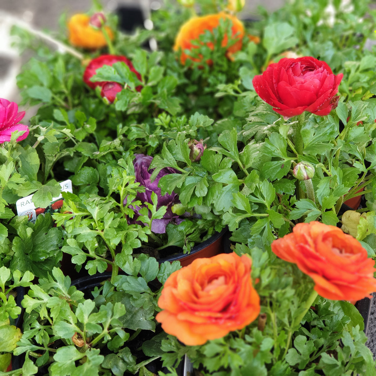Ranunculus(12cm pot) – Little Forest S