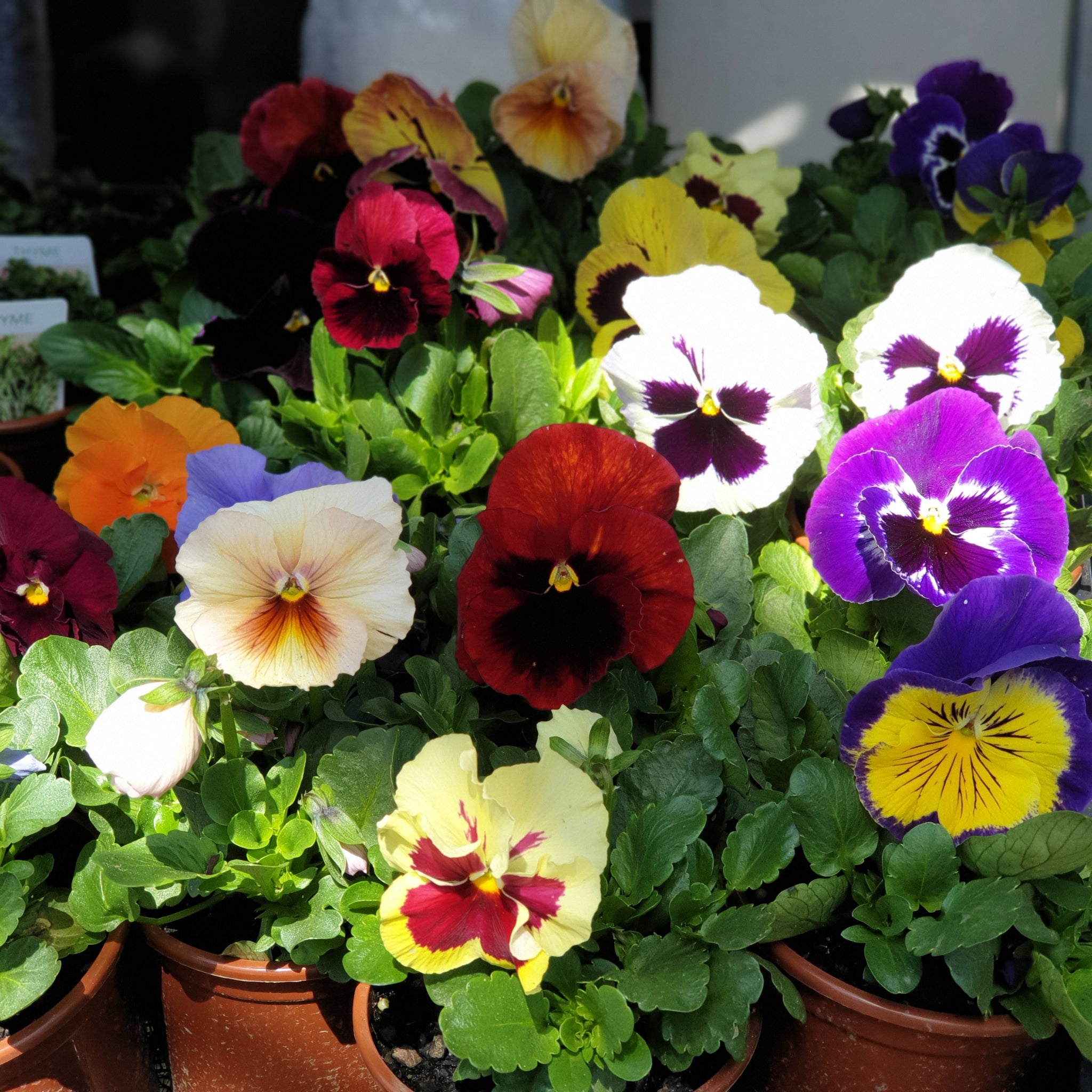 Pansy(10cm seedling) – Little Forest S