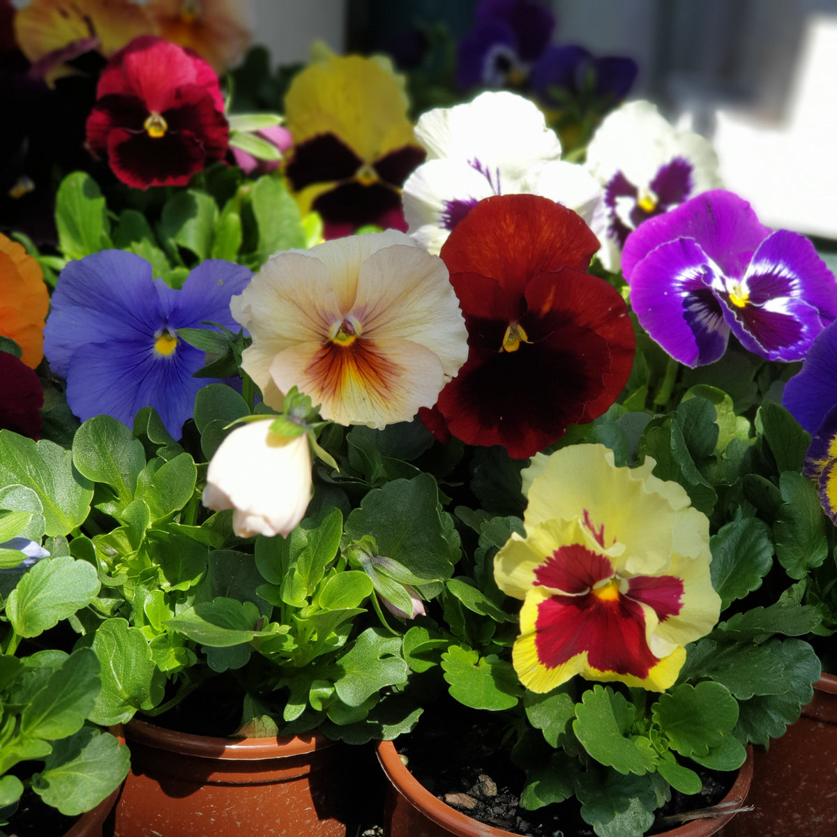 Pansy(10cm seedling) – Little Forest S