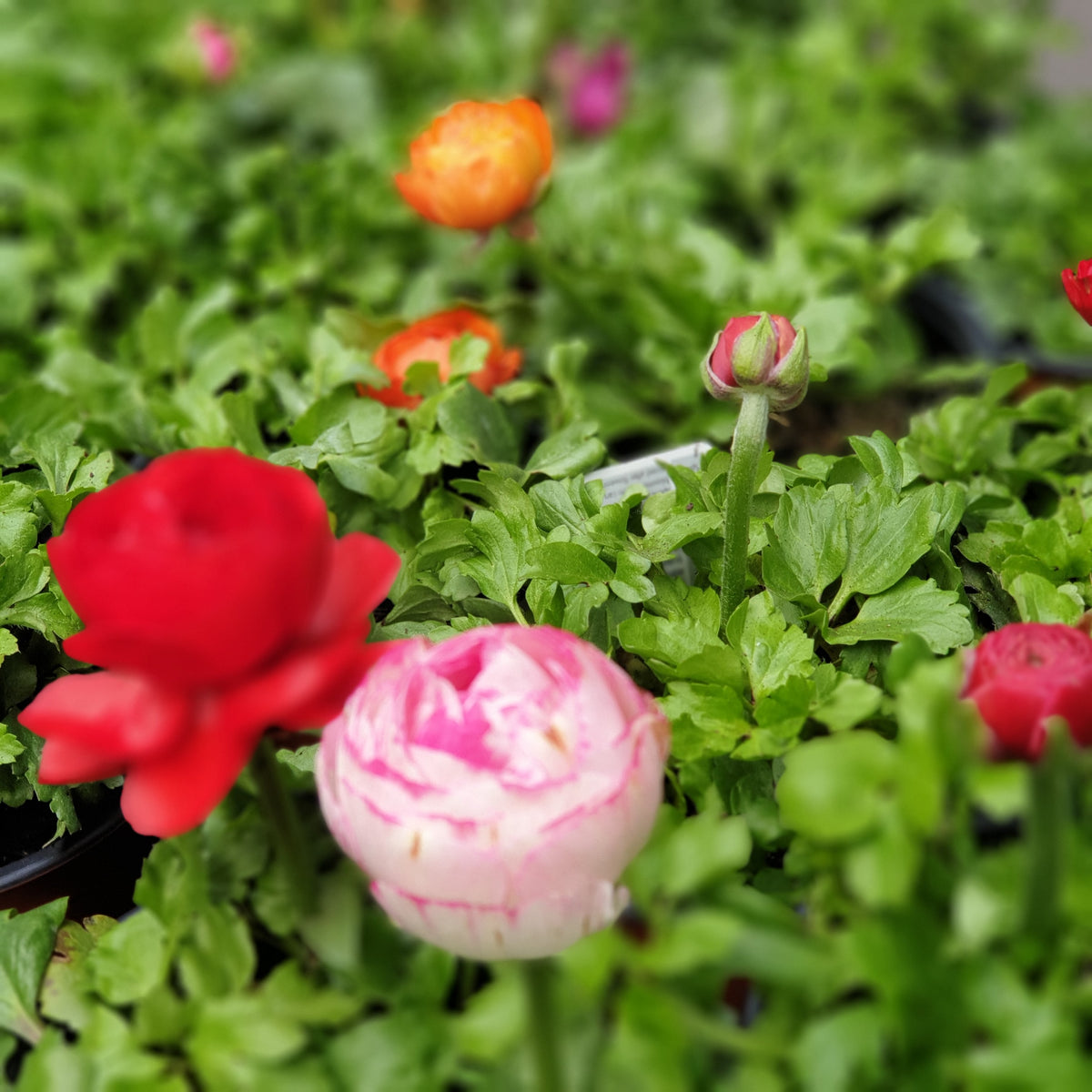 Ranunculus(12cm pot) – Little Forest S